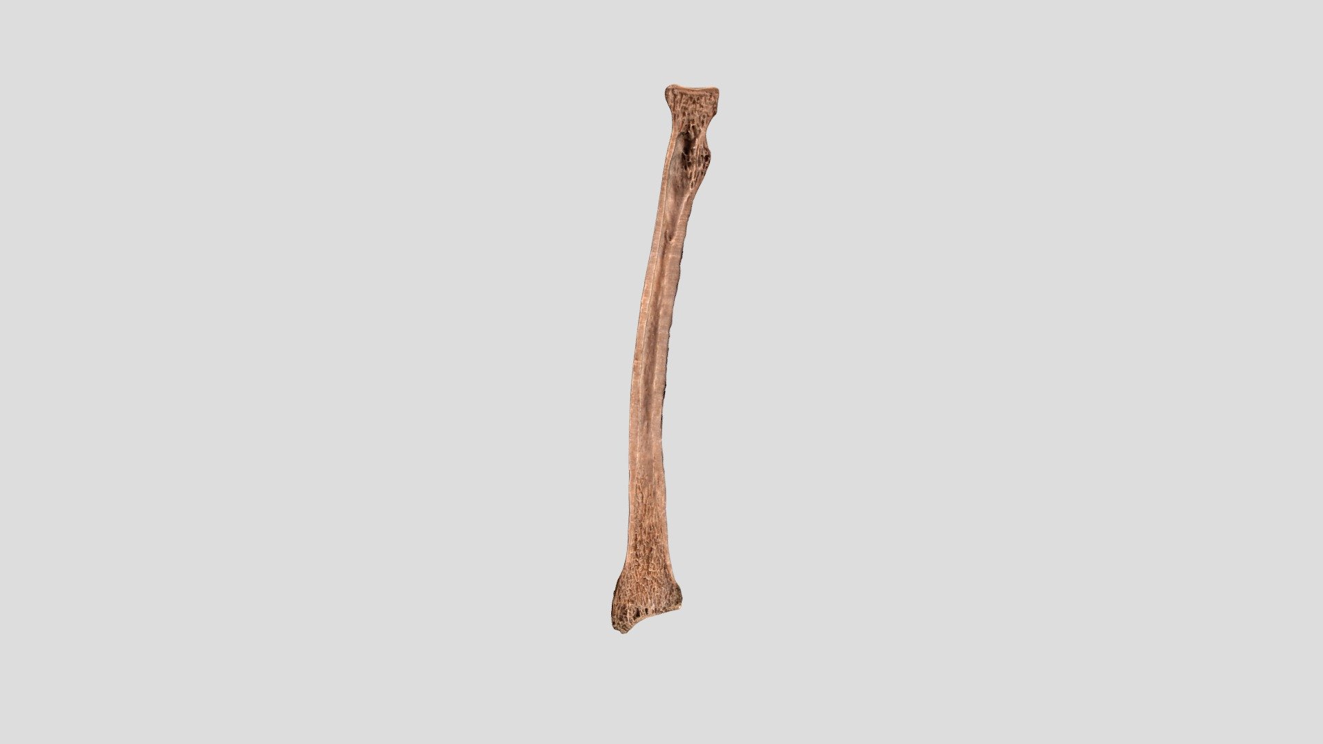 Sectio: Radius (long bone) - 3D model by kucharm [81fae08] - Sketchfab