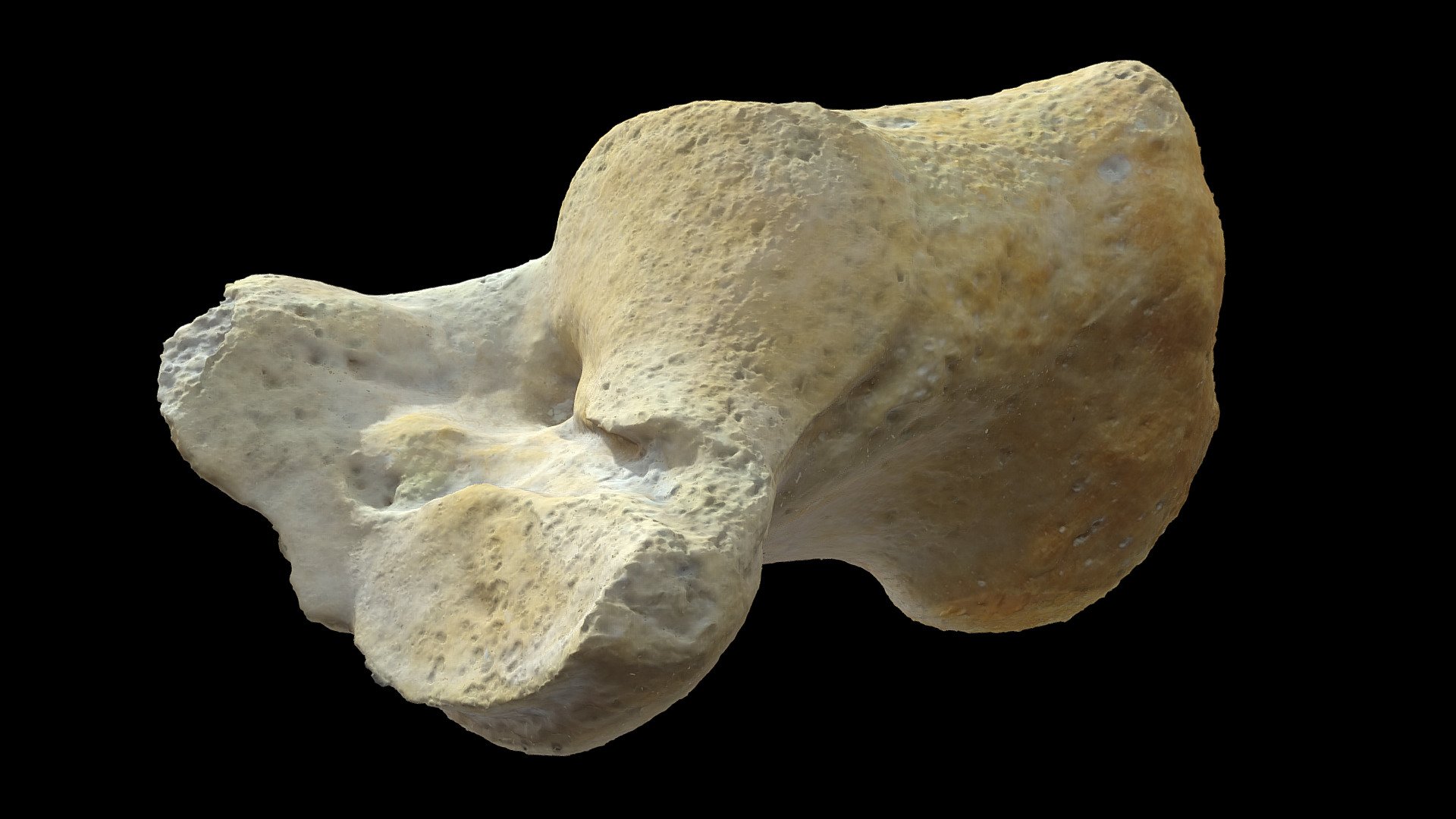 Right Human Calcaneum Scanned - Buy Royalty Free 3D model by Anatomy by ...