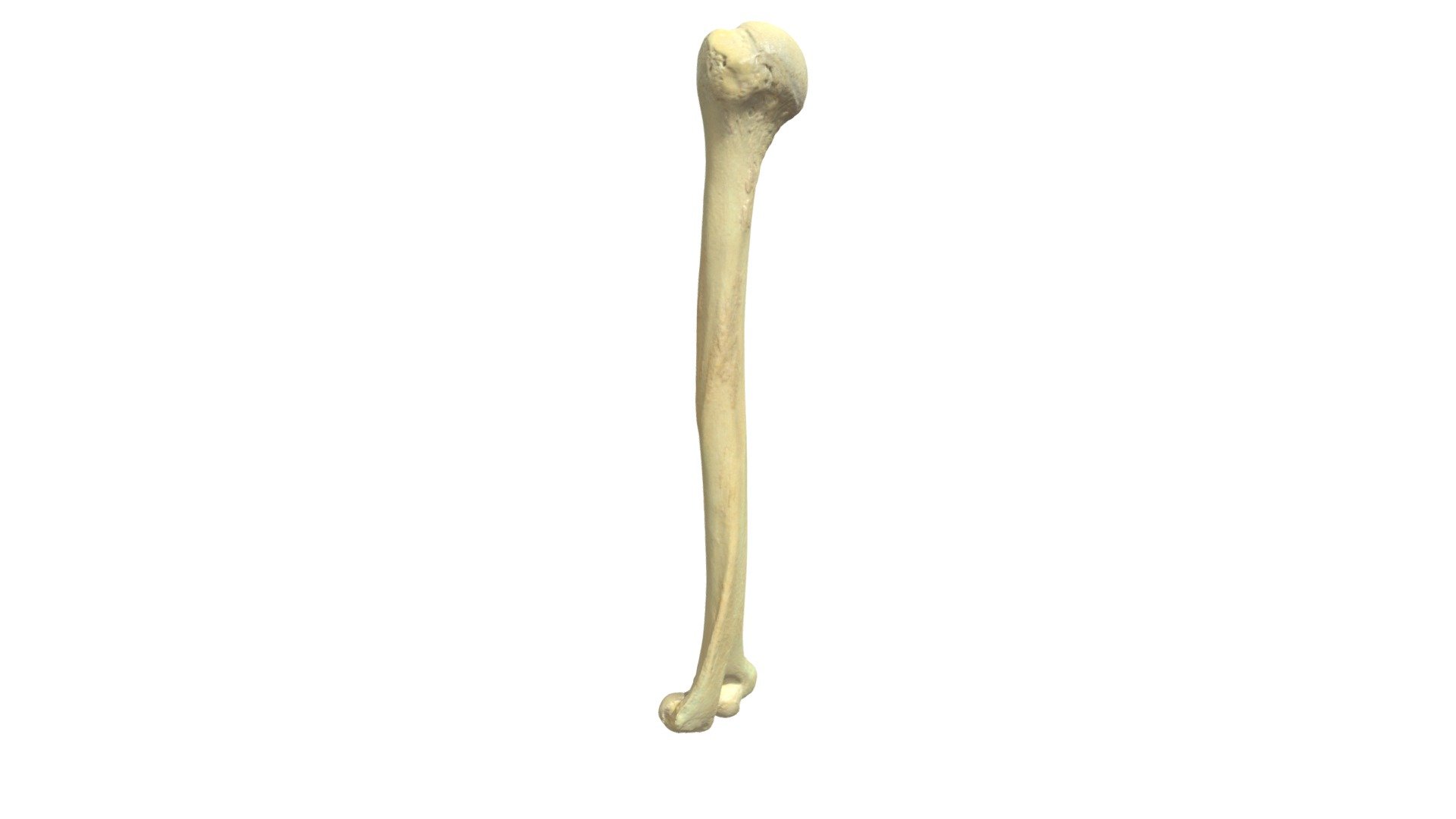 Humerus L - 3D model by Universiteit Antwerpen (@marjanmaldoy) [82060d0 ...