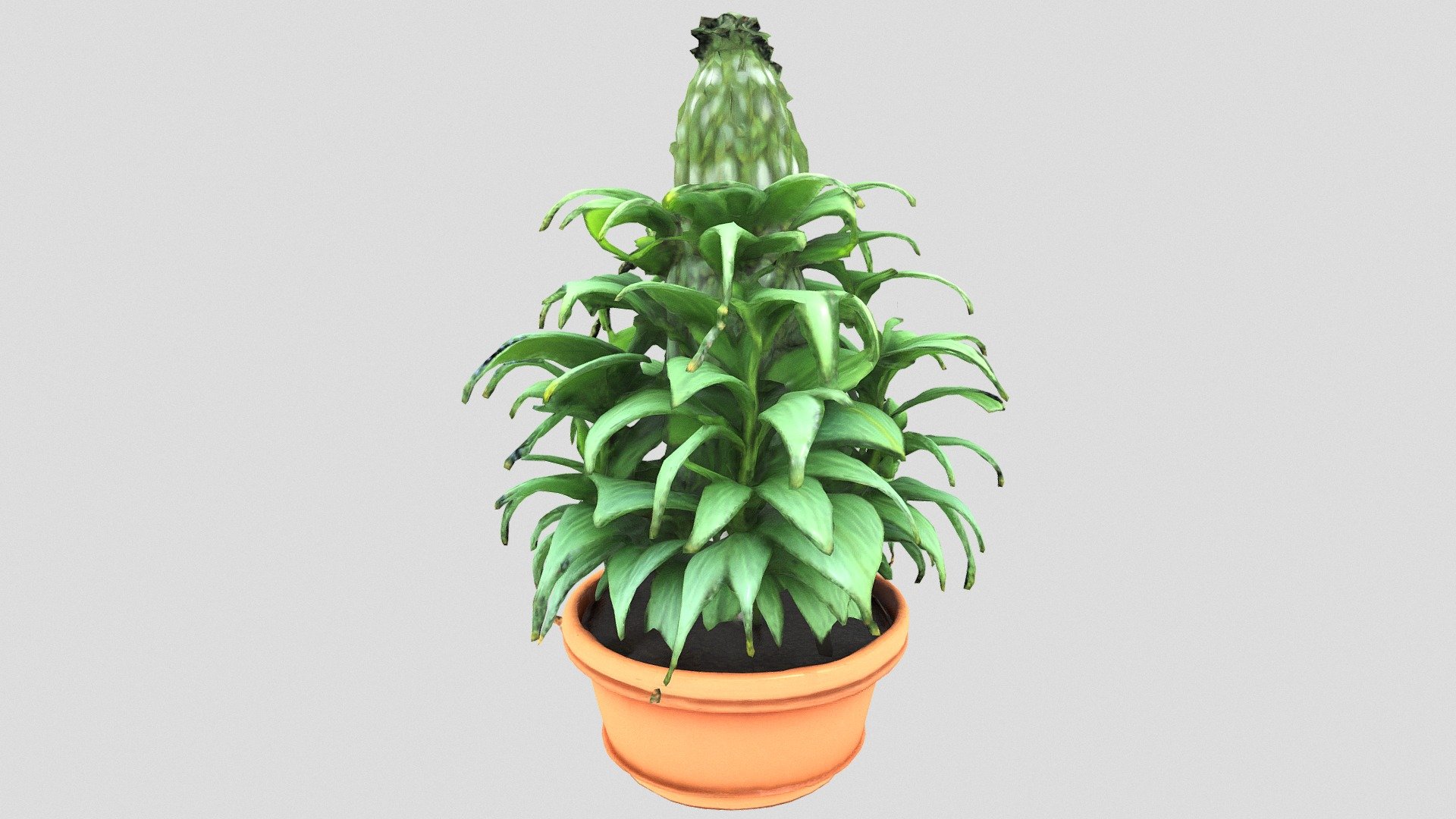 🌿-Cannabis-{ }-Plant-'Tw0'-🌿 - Download Free 3D model by -X-ScornGames ...