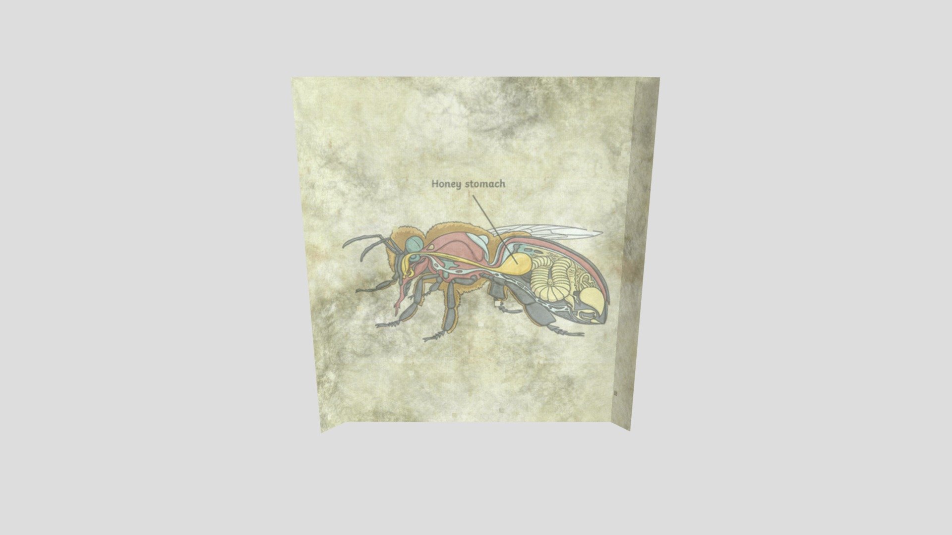 Diagram Bee - Download Free 3D model by jjfennim [821ce07] - Sketchfab