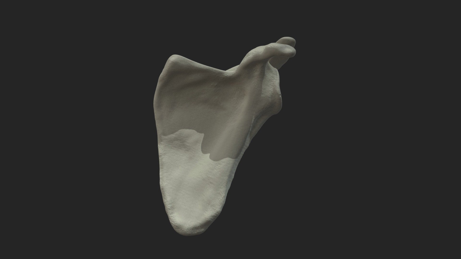 Scapula Modeling - 3D model by NylahJ [821e7e5] - Sketchfab