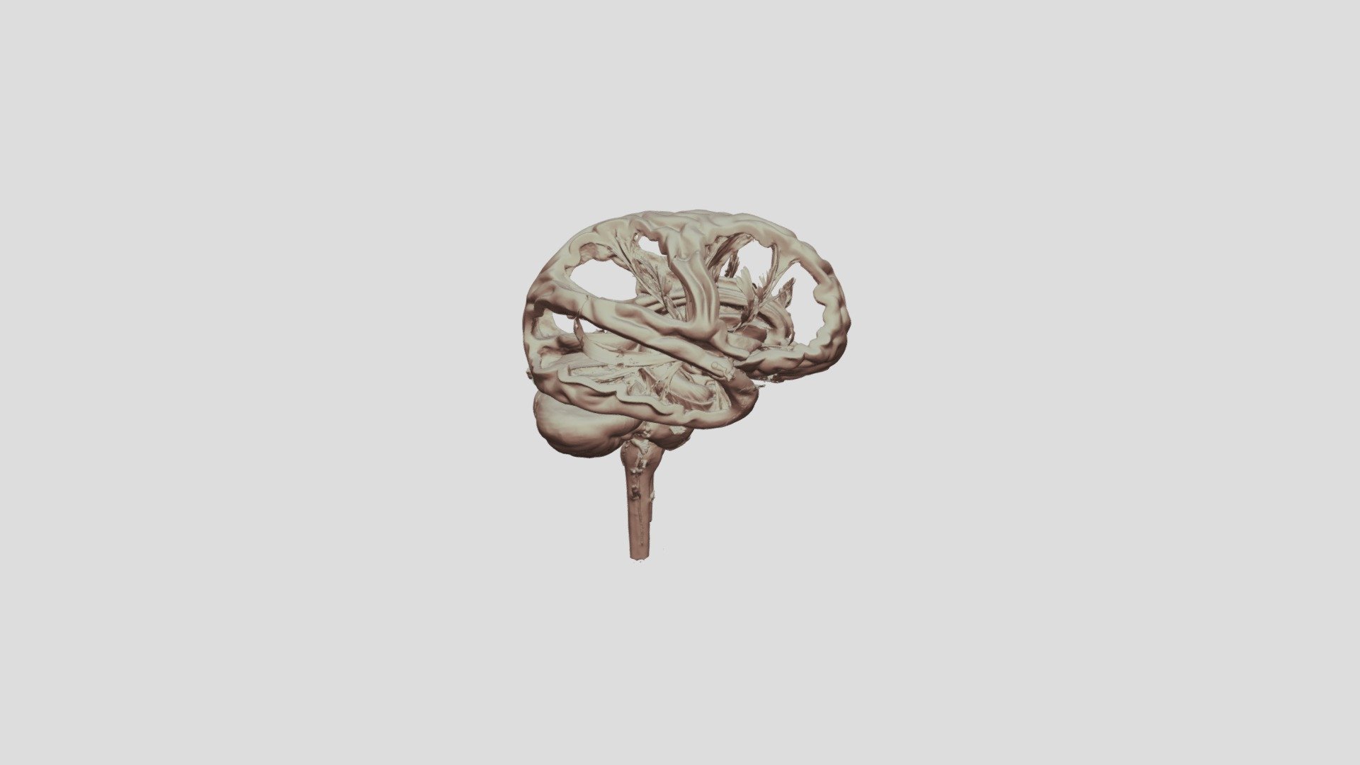 Model_of_a_human_brain - 3D model by eastera [8226028] - Sketchfab
