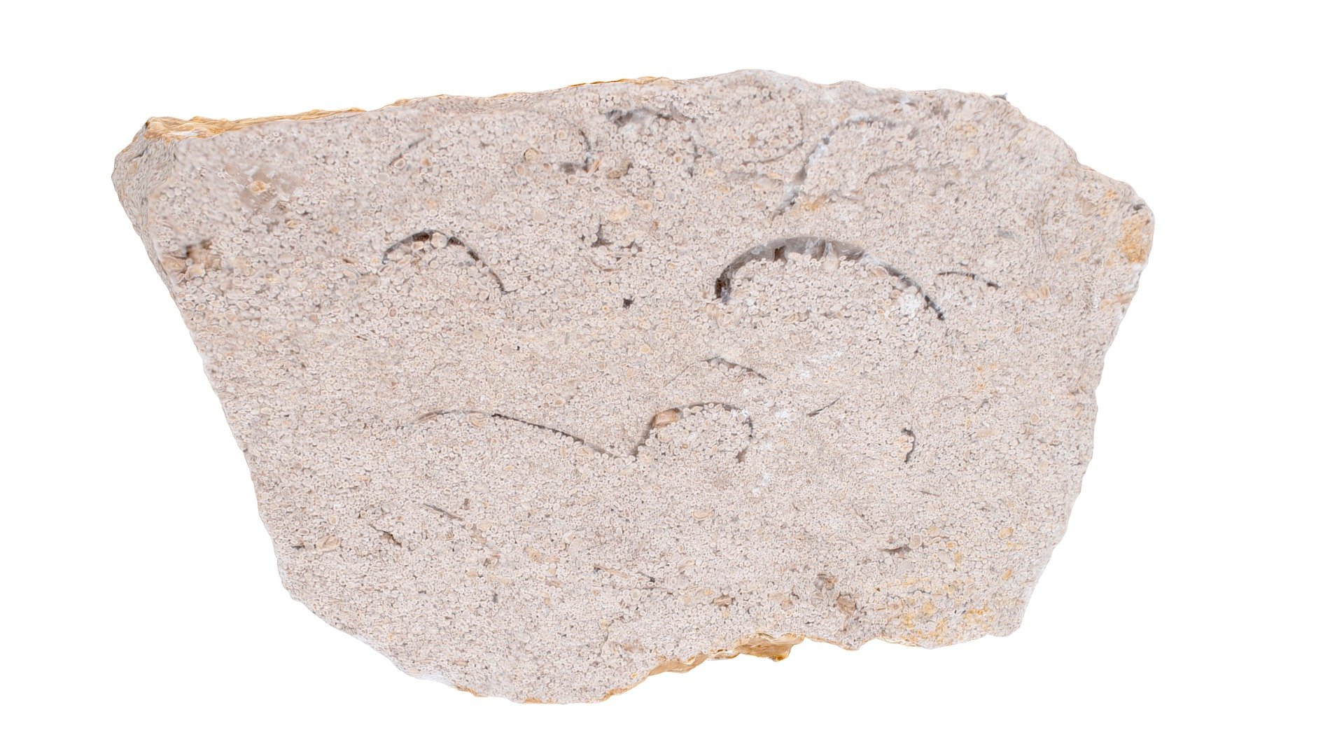 Calcaire oolithique et bioclastique - Download Free 3D model by Ecole ...