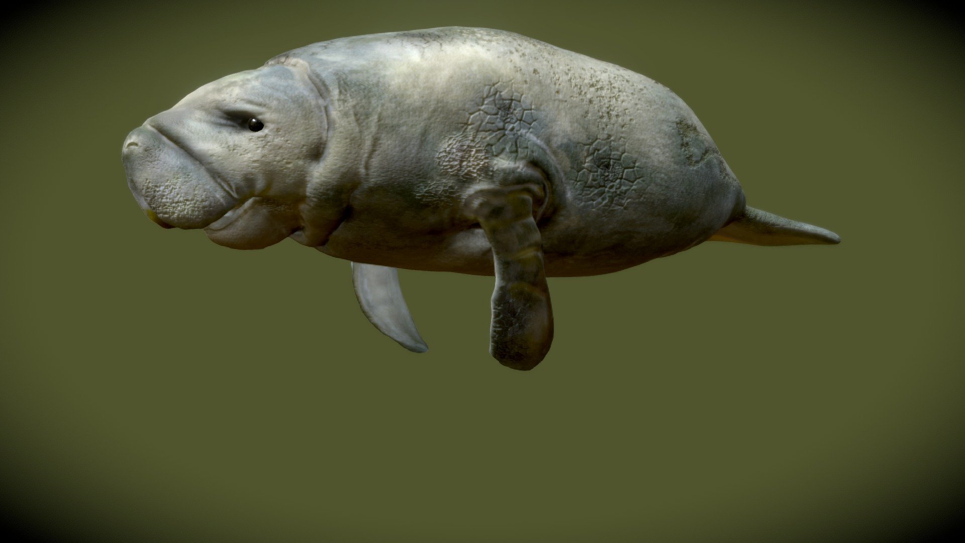 Manatí (Sea Cow) Rigged. Low-Poly - 3D model by daviscazar [8227b76 ...