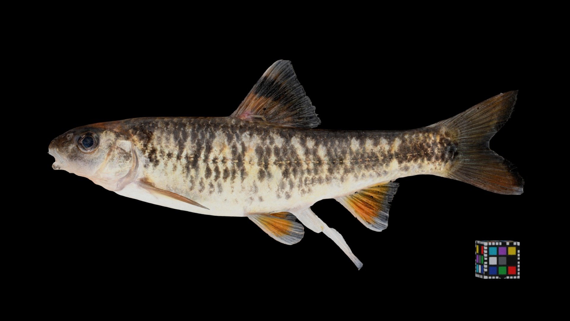 カワヒガイ ♀ Sarcocheilichthys variegatus variegatus - Download Free 3D ...