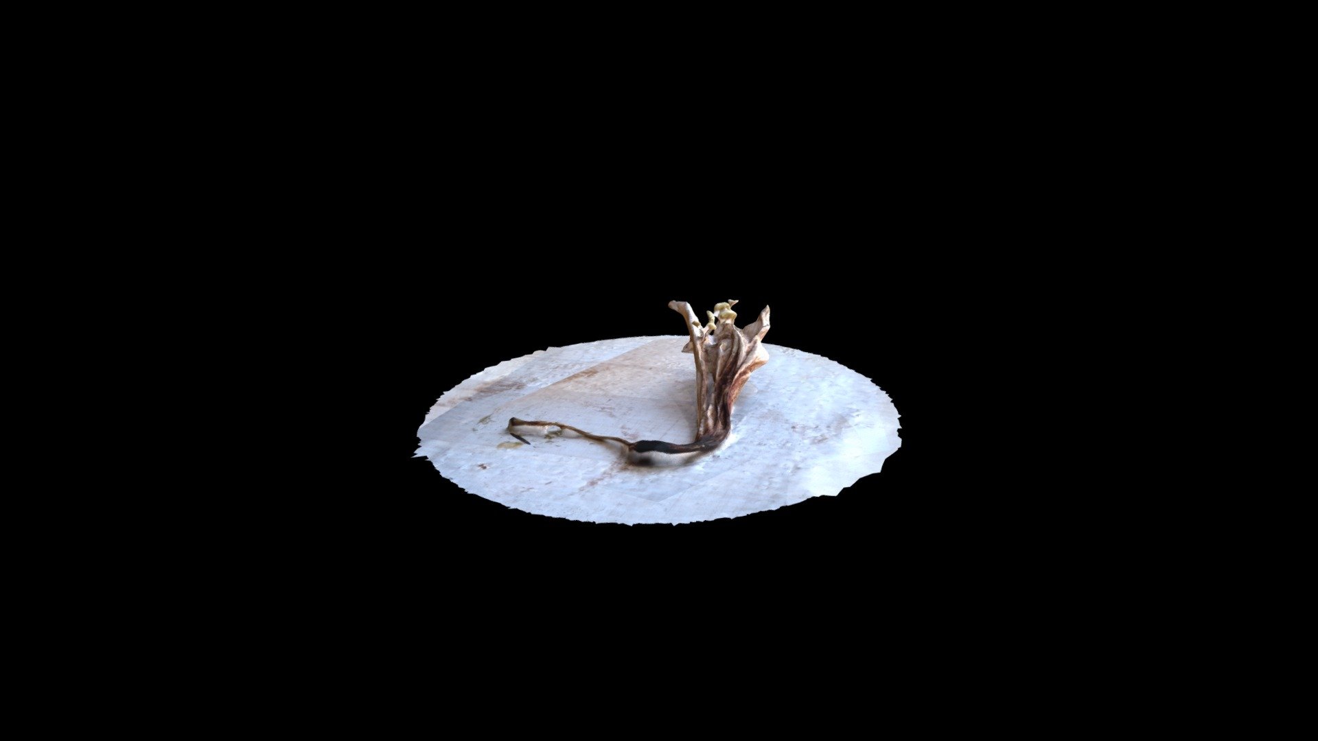 Wood - Driftwood - Rotten plant - 3D model by mime Kunst und ...