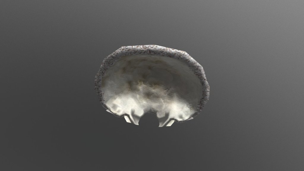Frontal Bone - 3D model by walshlab [8238466] - Sketchfab