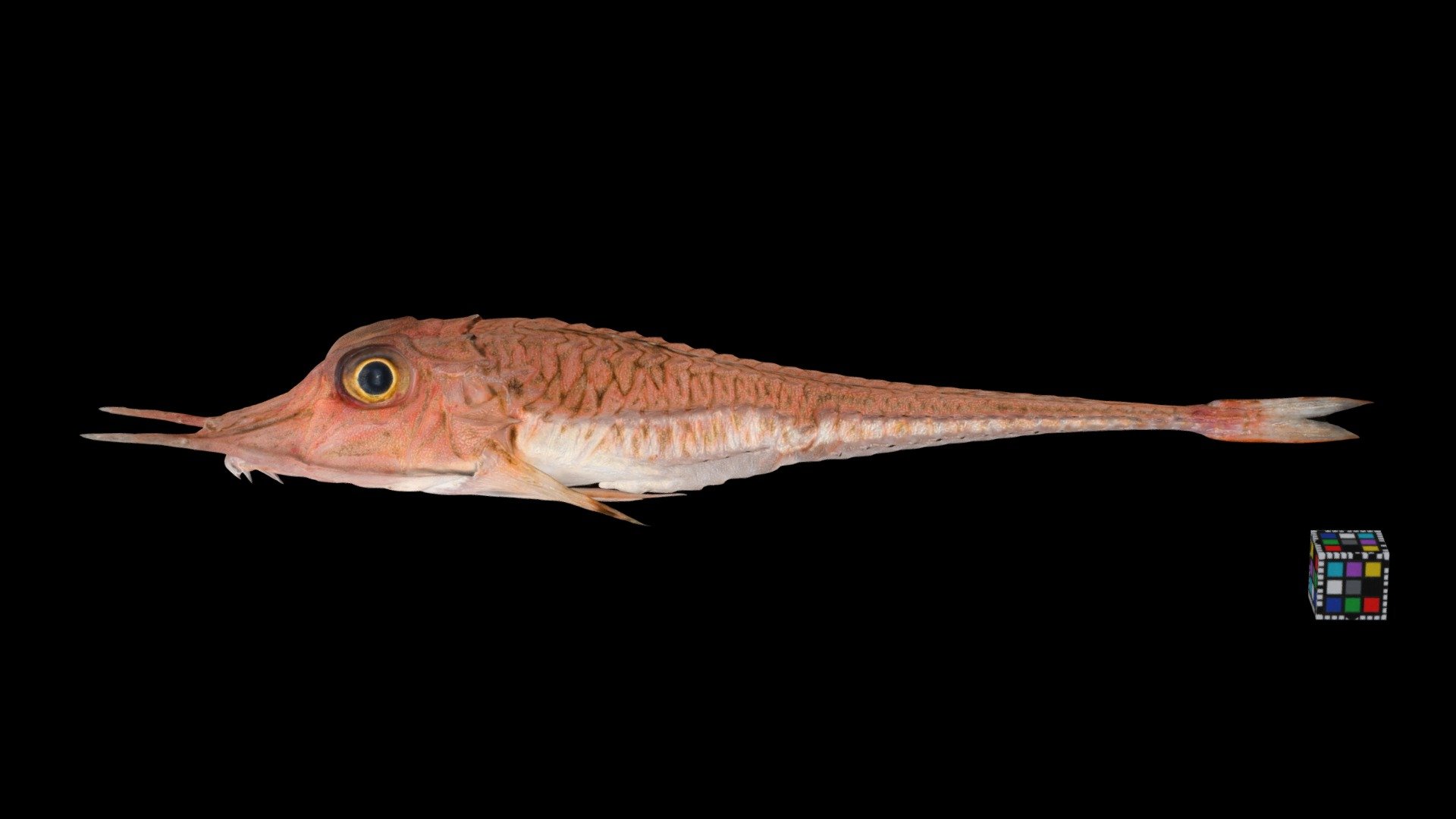 キホウボウ Oriental Searobin, Peristedion orientale - Download Free 3D model ...