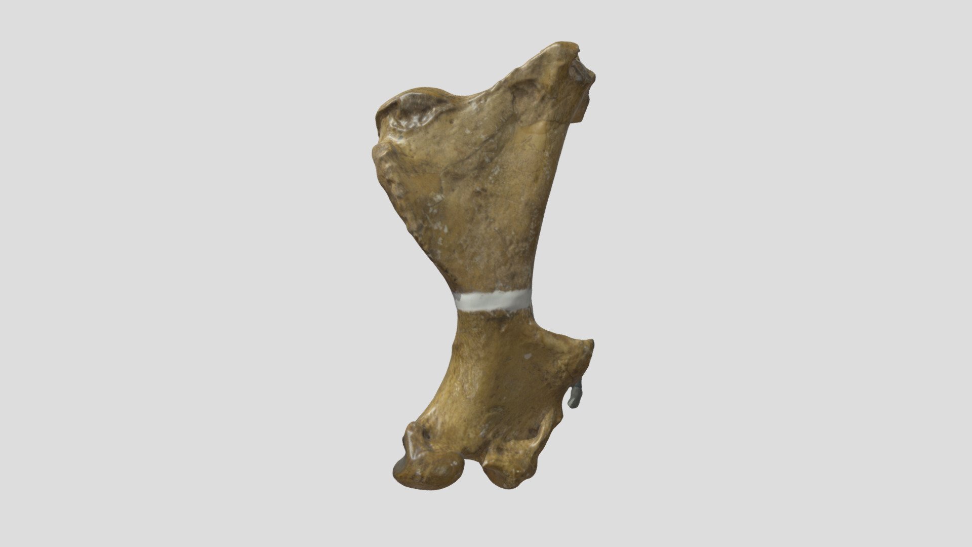 Glyptodont long bone - 3D model by Palaeontological Museum UZH (@PIMUZ ...