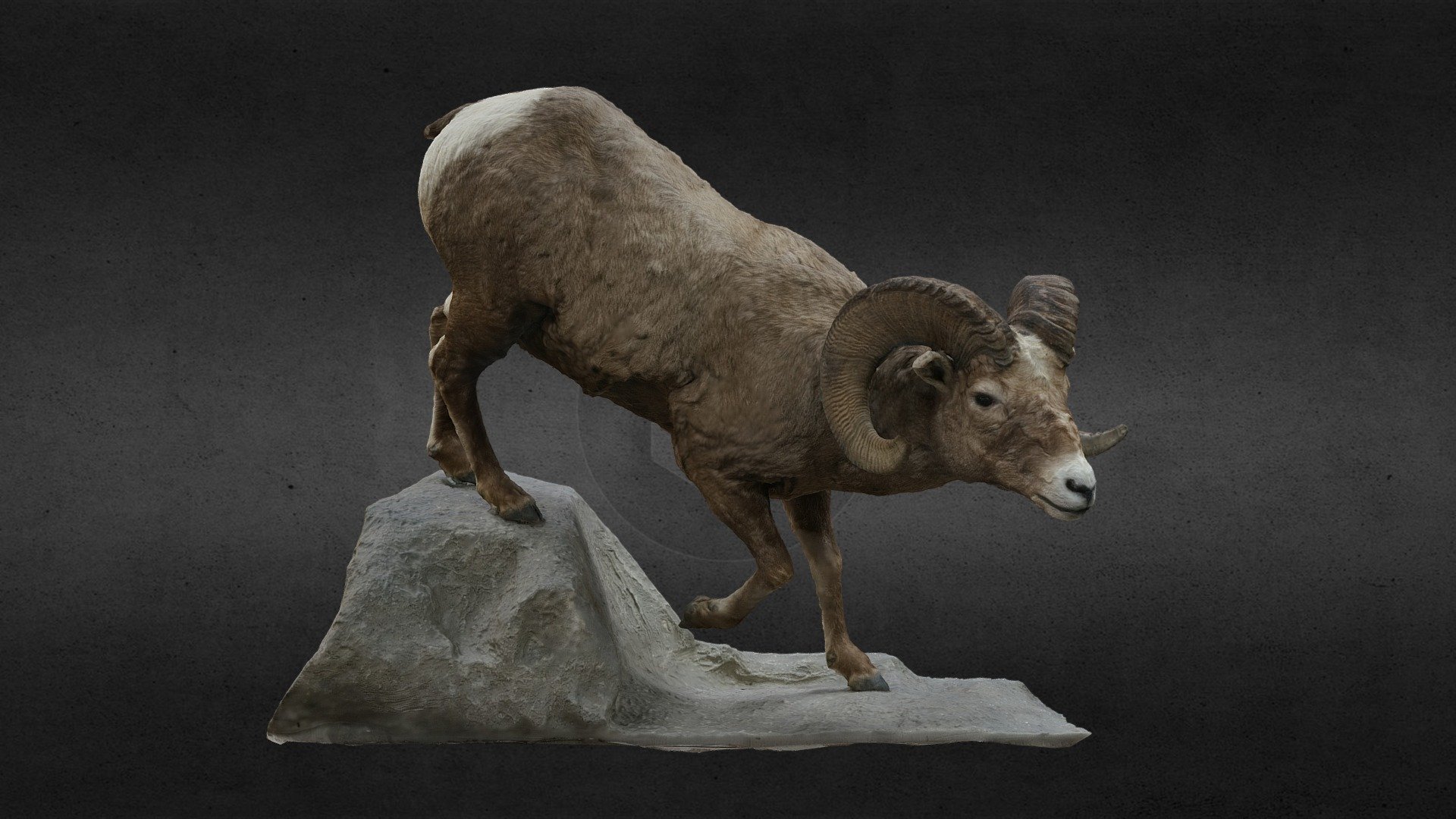 Big Horn Sheep - 3D model by 3D Big Game (@bishoppa) [824d92a] - Sketchfab