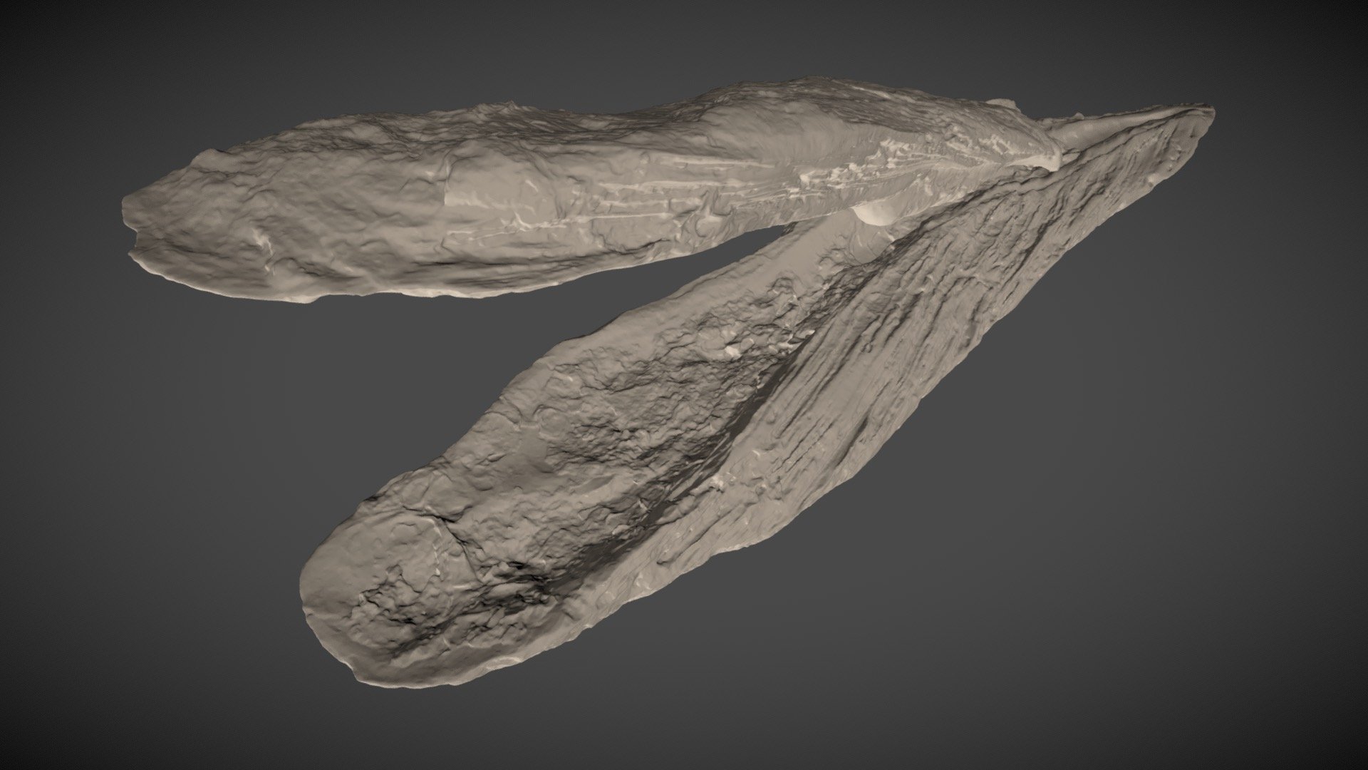 Giant Eocene oyster - Download Free 3D model by EDDyLab @ULiege ...