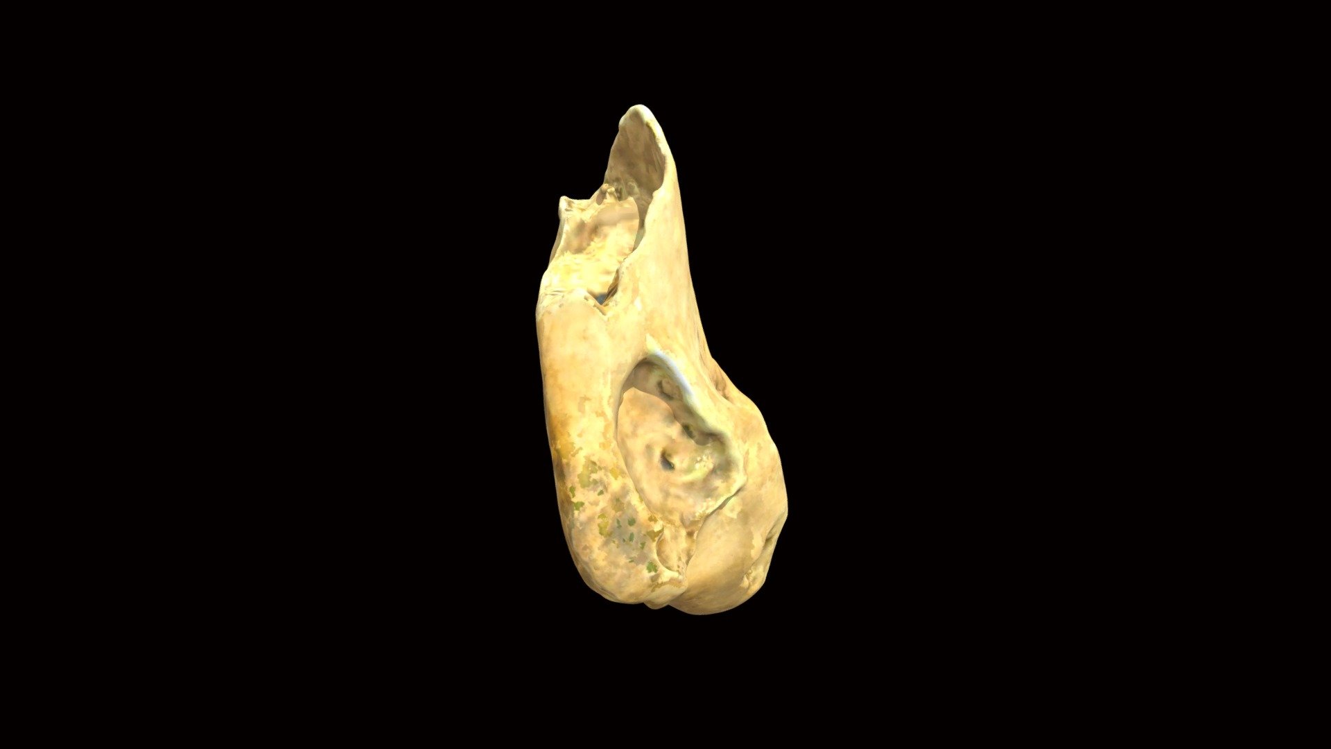Bird Bone (VCU_3D_7155) - Download Free 3D model by Virtual Curation ...
