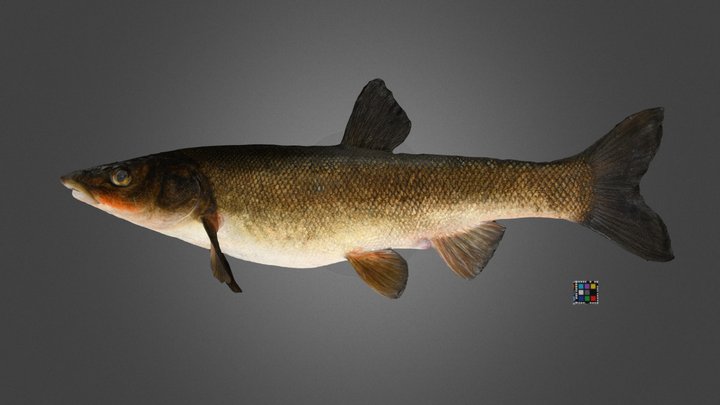 Tribolodon 3D models - Sketchfab