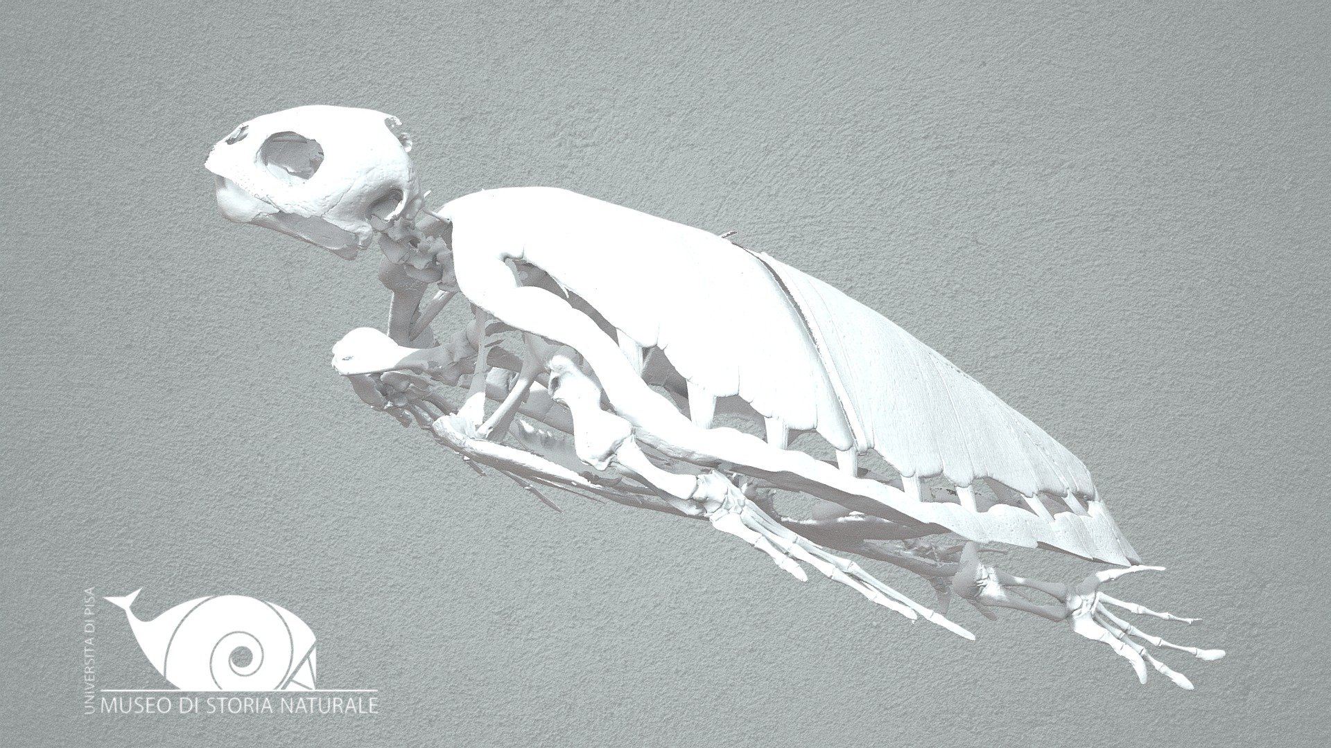Loggerhead sea turtle - 3D model by Natural History Museum, University ...
