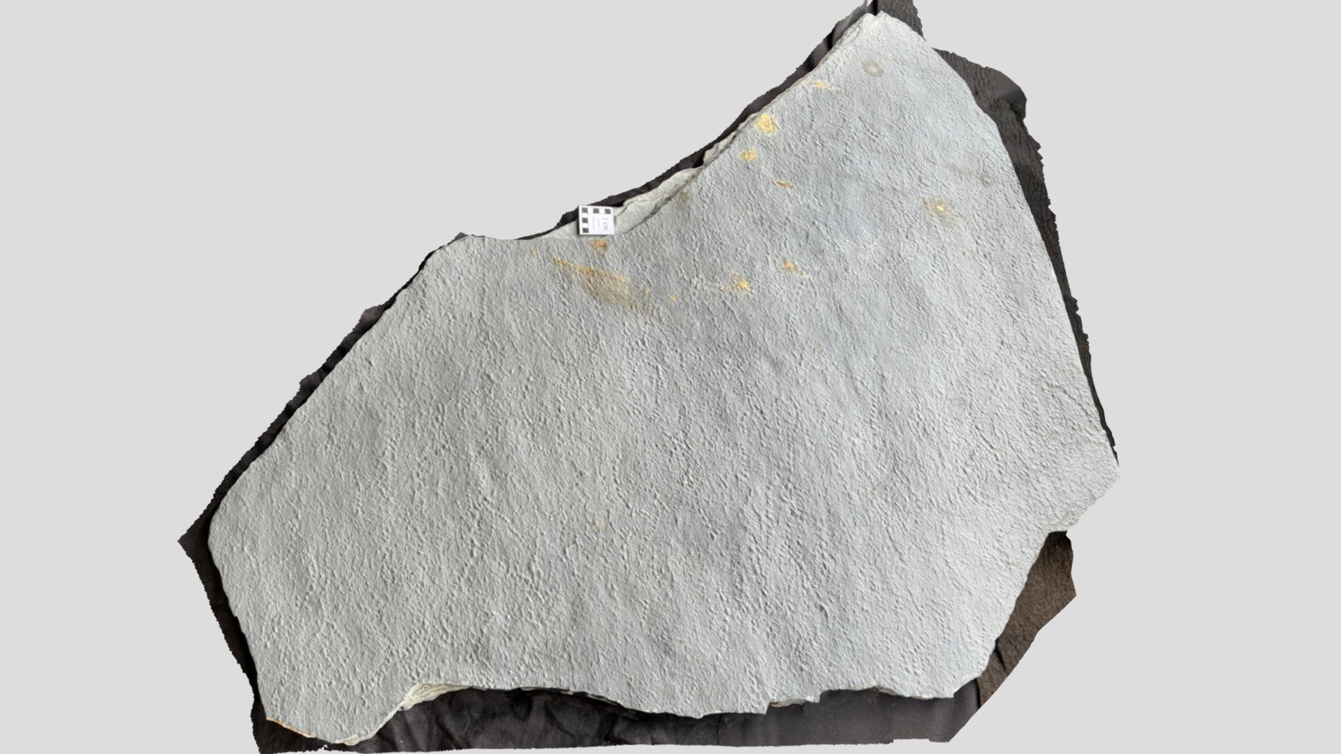 Laan site - 'classic' Horodyskia specimen - 3D model by petergeologist ...