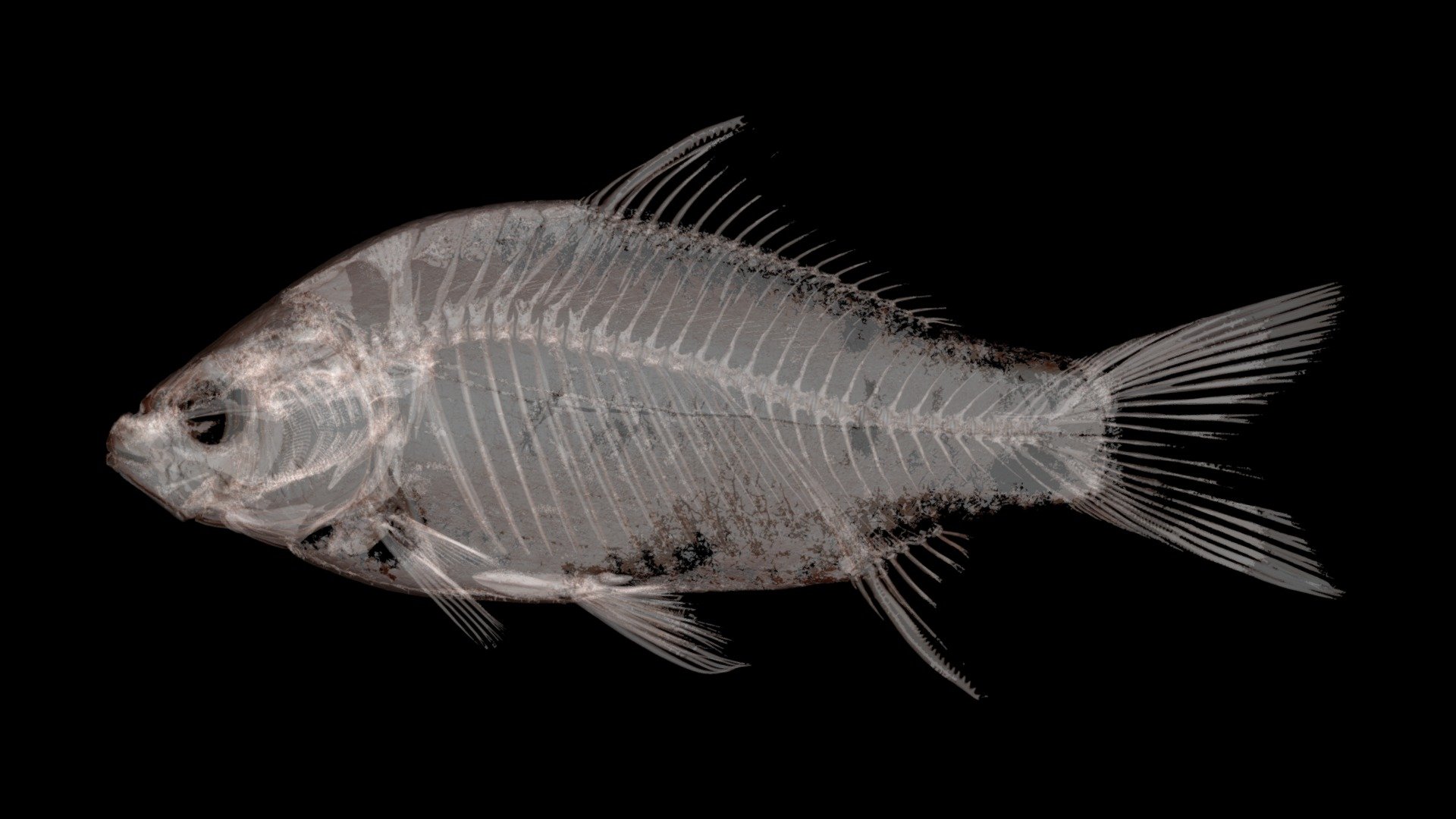 ギンブナ 🐟 CT scan 🦴 Crucian Carp, C. auratus - Download Free 3D model by ...