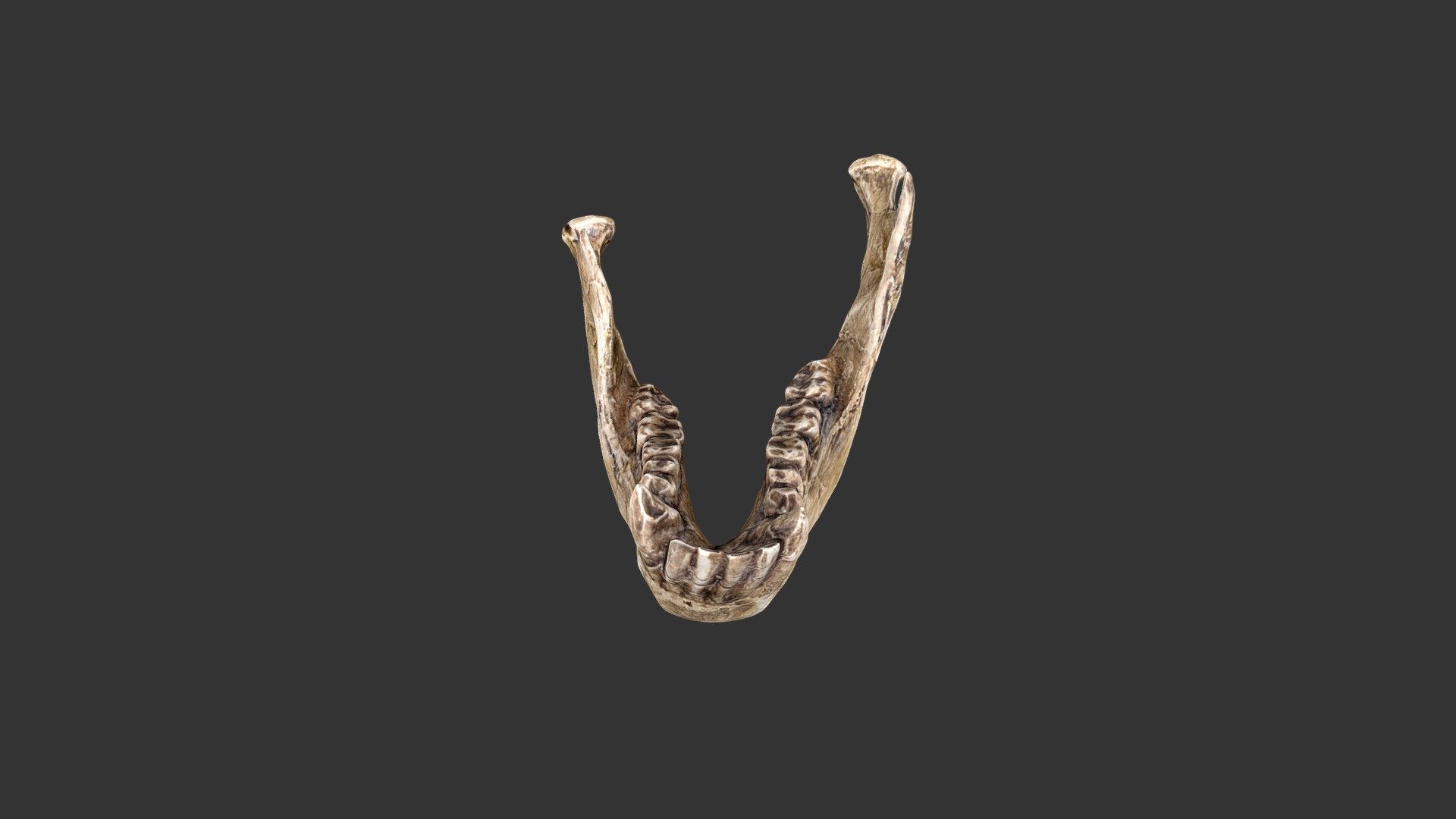 Proconsul africanus (2501.1rp64-2) - 3D model by RLA Archaeology (@rla ...