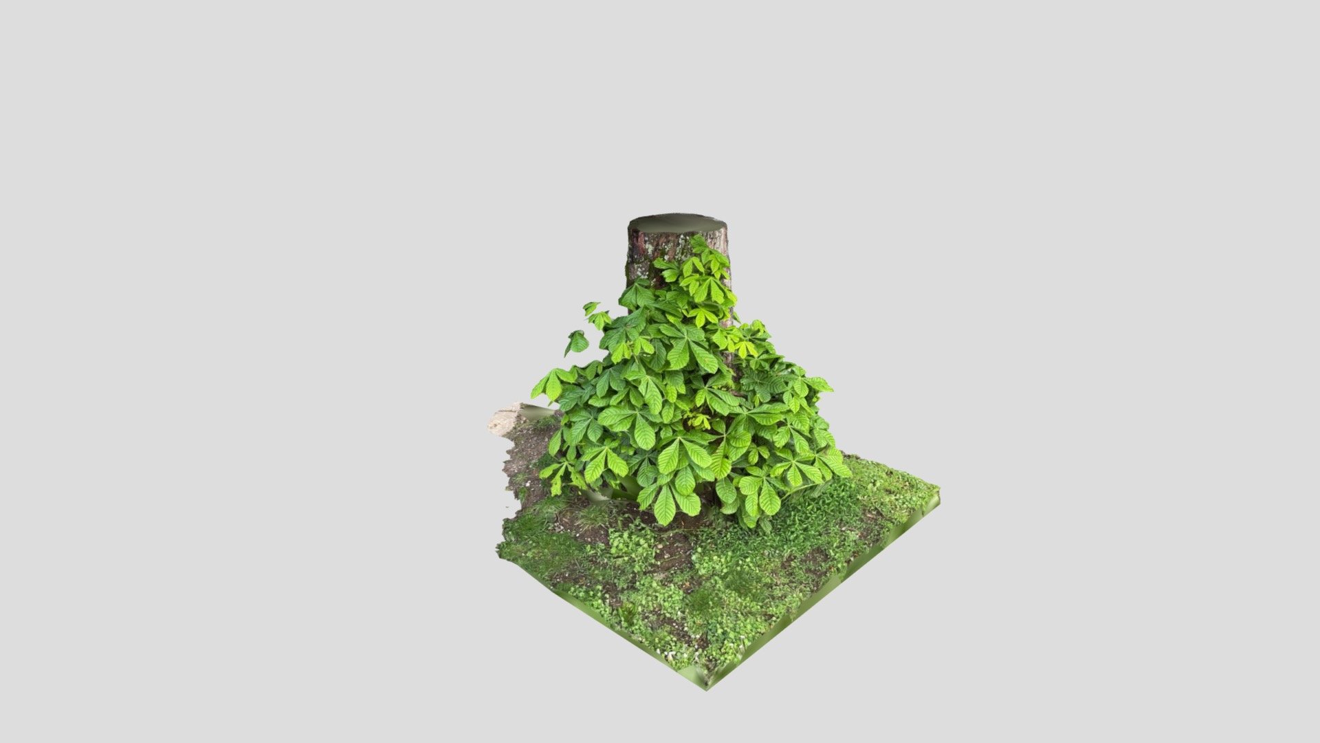 Horse chestnut tree stump - Download Free 3D model by gaja (@gaja3d ...