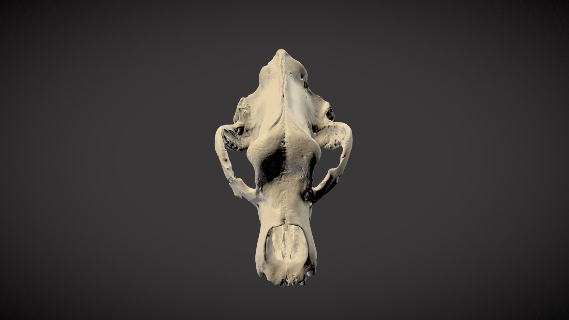 The extinct cave bear - Download Free 3D model by EDDyLab @ULiege ...