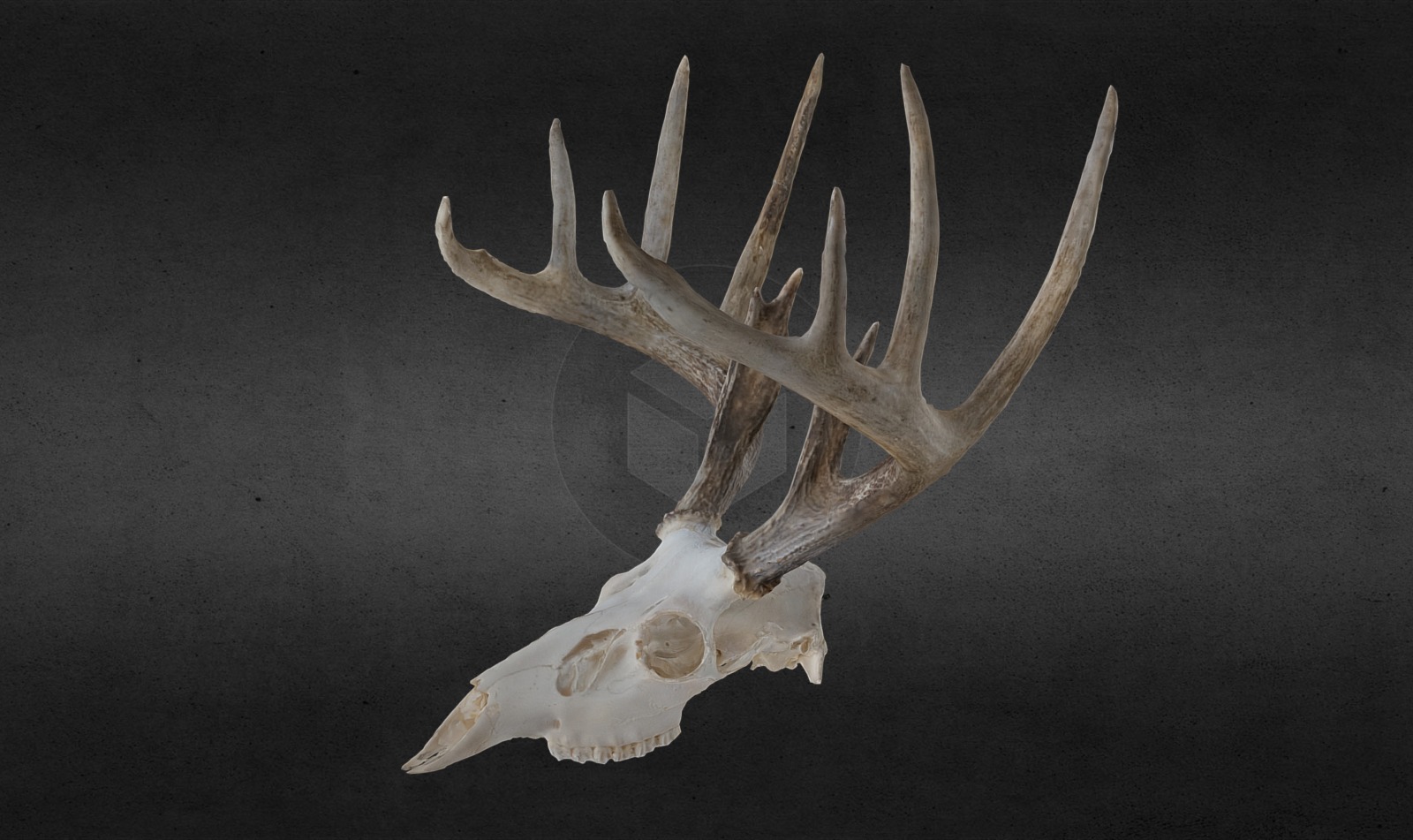 Gabe Whitetail Final - 3D model by 3D Big Game (@bishoppa) [8277fab ...