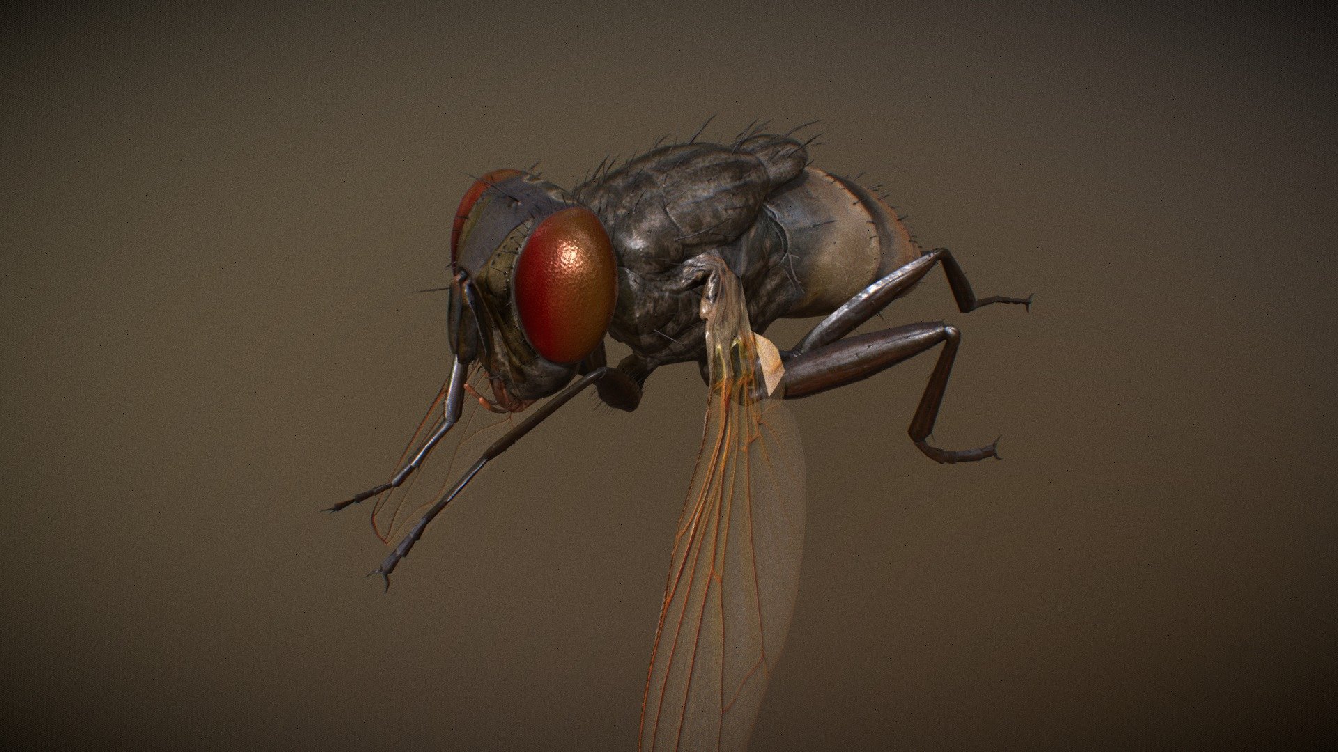 Animalia - Housefly - 3D model by GiM (@GamesInMotion) [8278193 ...