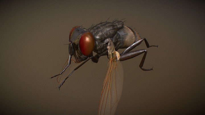 Housefly 3D models - Sketchfab