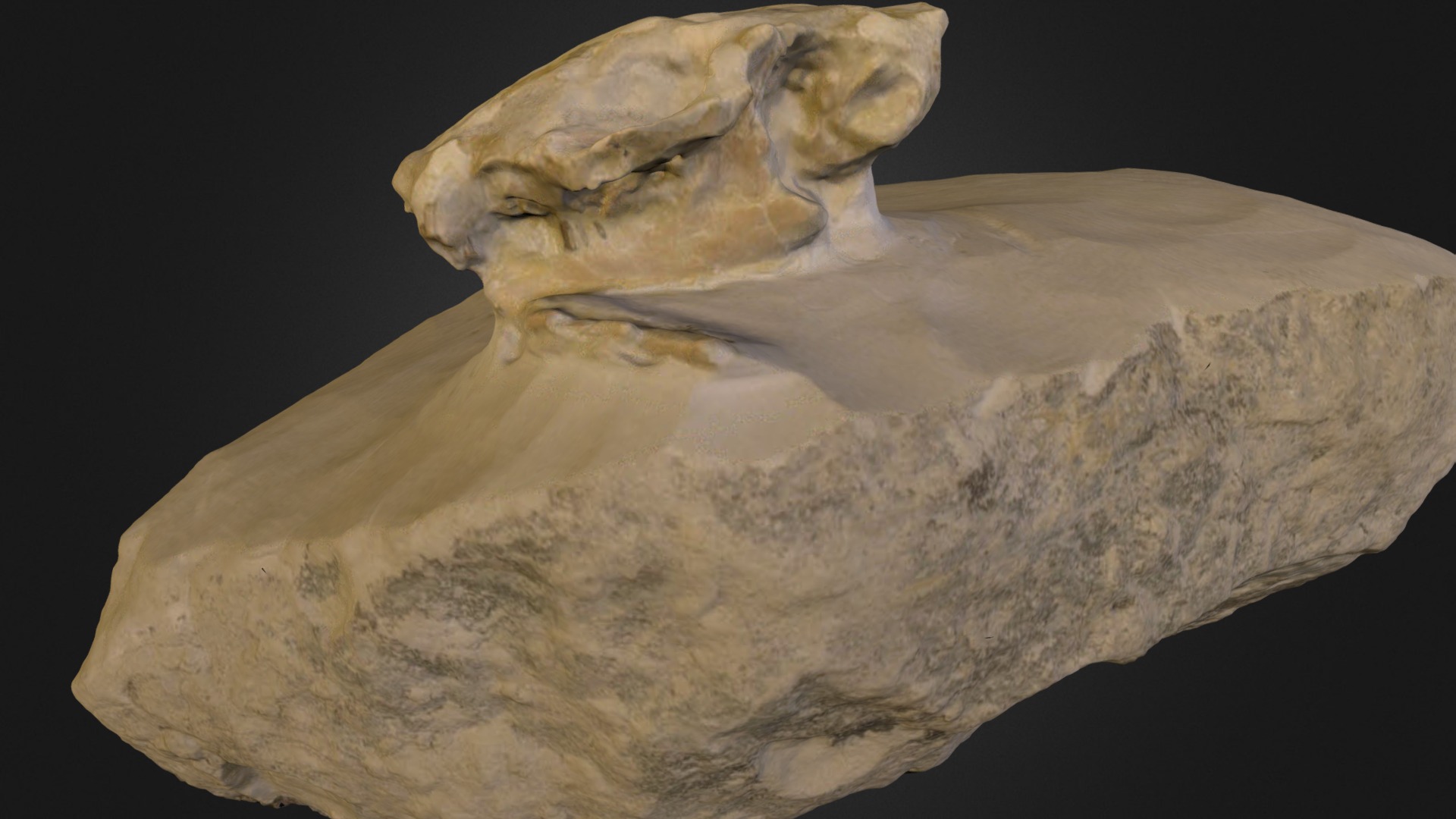 TAVŞAN KAFATASI - 3D model by 3D Fossils (@conqueror78) [827b593 ...