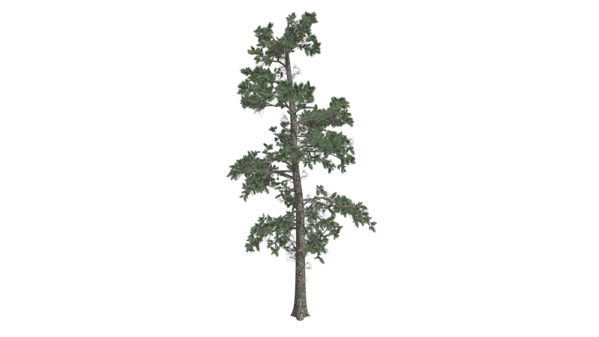 Eastern White Pine Tree #09 - Buy Royalty Free 3D model by meshshape ...
