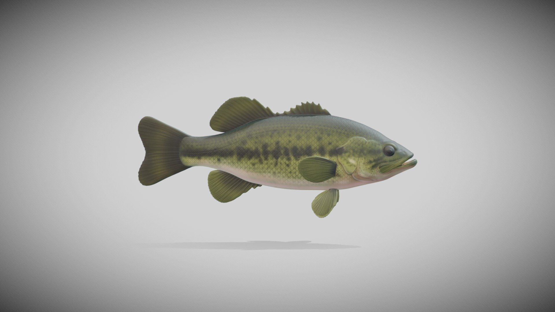 Largemouth Bass - Buy Royalty Free 3D model by CIverson (@CarlynIverson ...