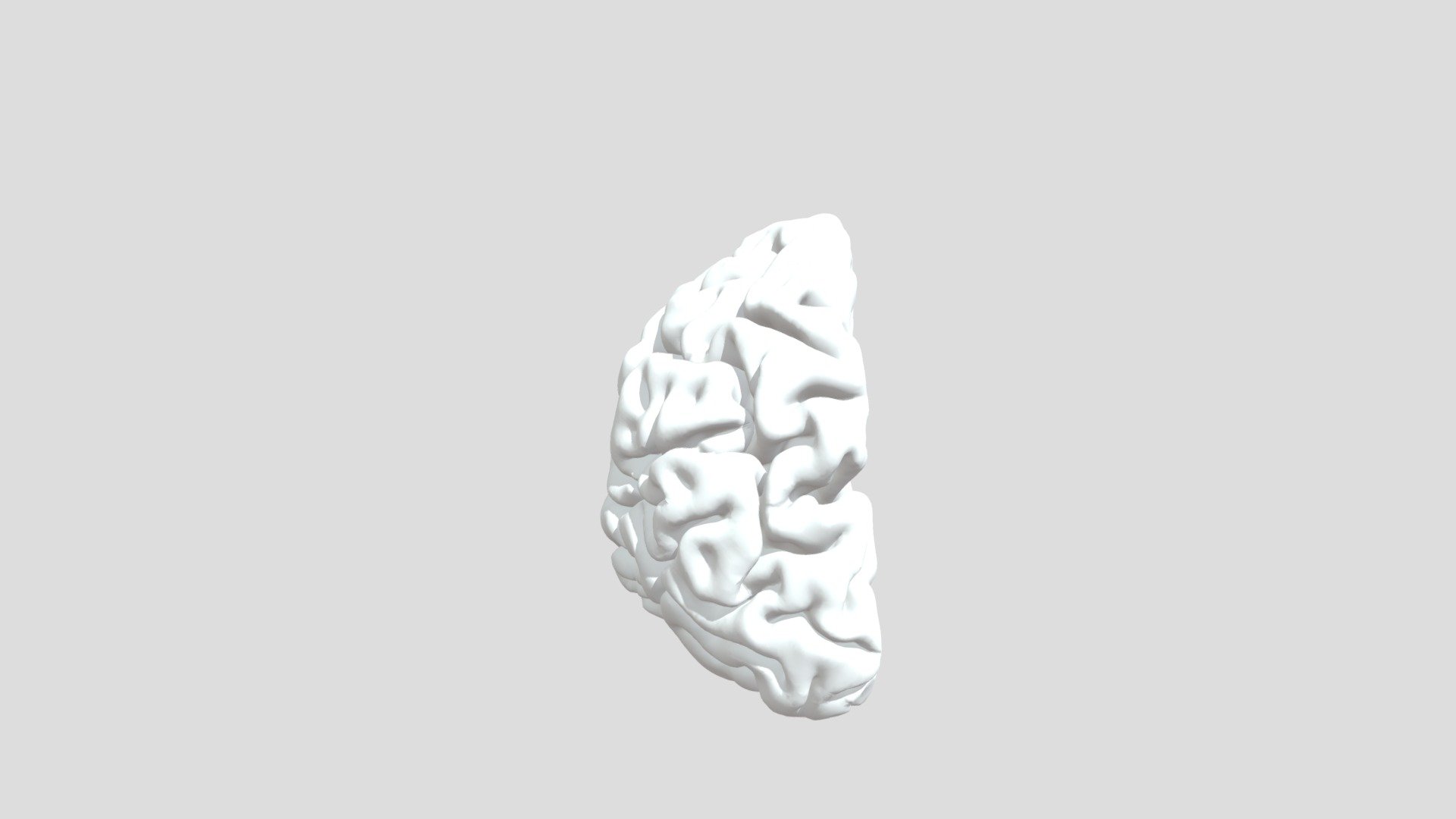 Limbic System - AP Psych - 3D model by noyesj [8288441] - Sketchfab