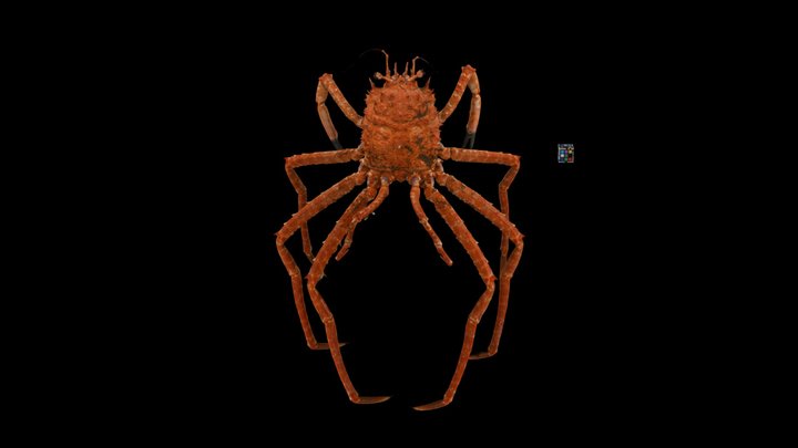 Homolidae 3D models - Sketchfab