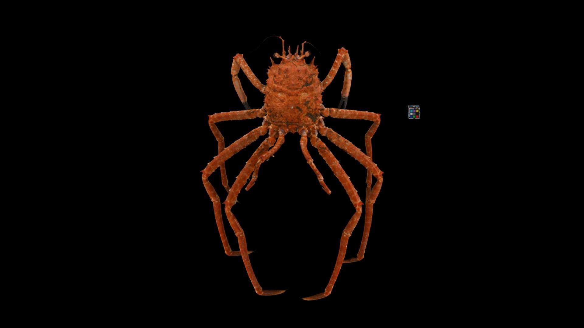 CC0 オオホモラ 🦀 ♂ Japanese Deepwater Carrier Crab - Download Free 3D model by ffish.asia / floraZia ...