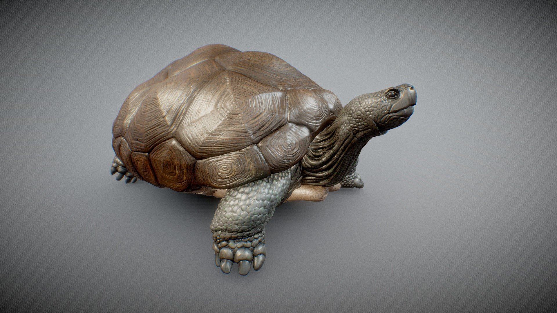 TORTOISE by CMW - Buy Royalty Free 3D model by CMW (@CMWCREATIVE ...