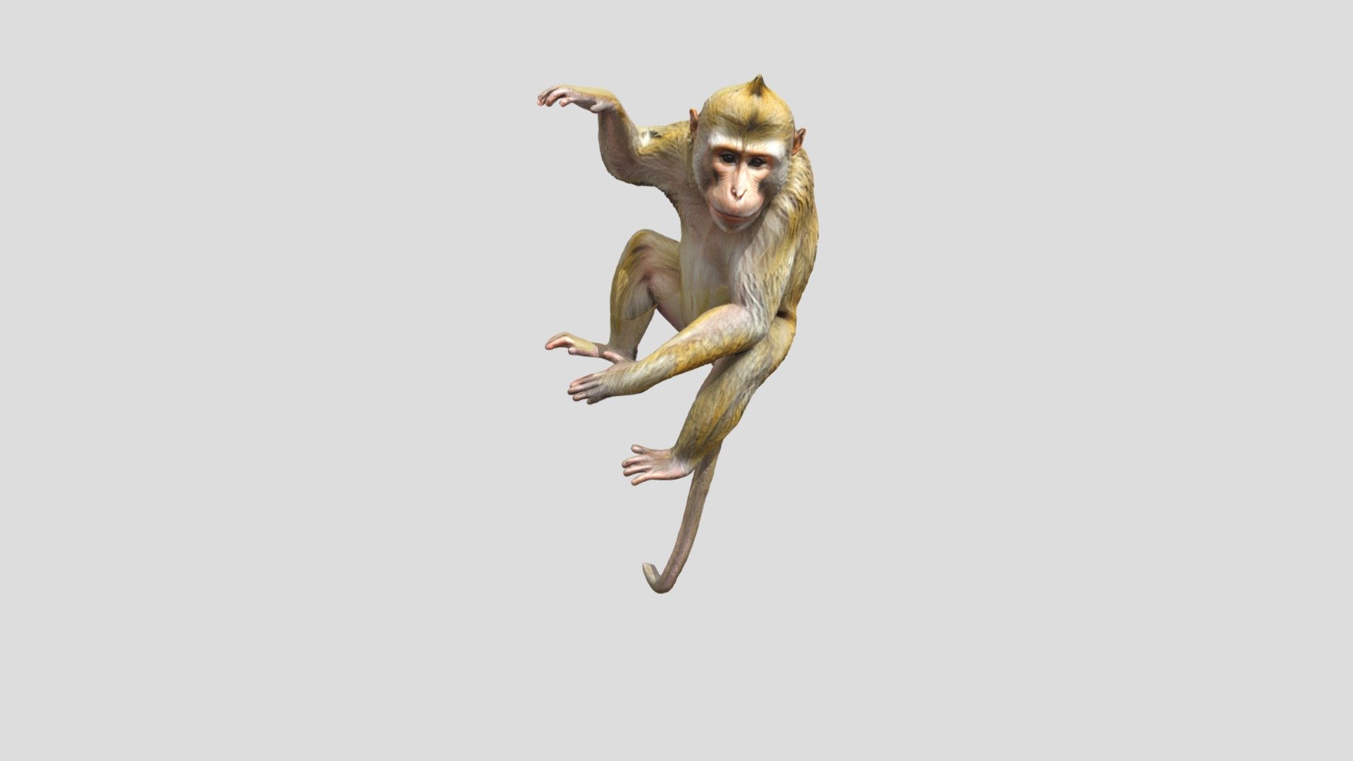 Macaque Monkey - 3D model by Smiling Creatives (@pangalvlogs) [8298120 ...