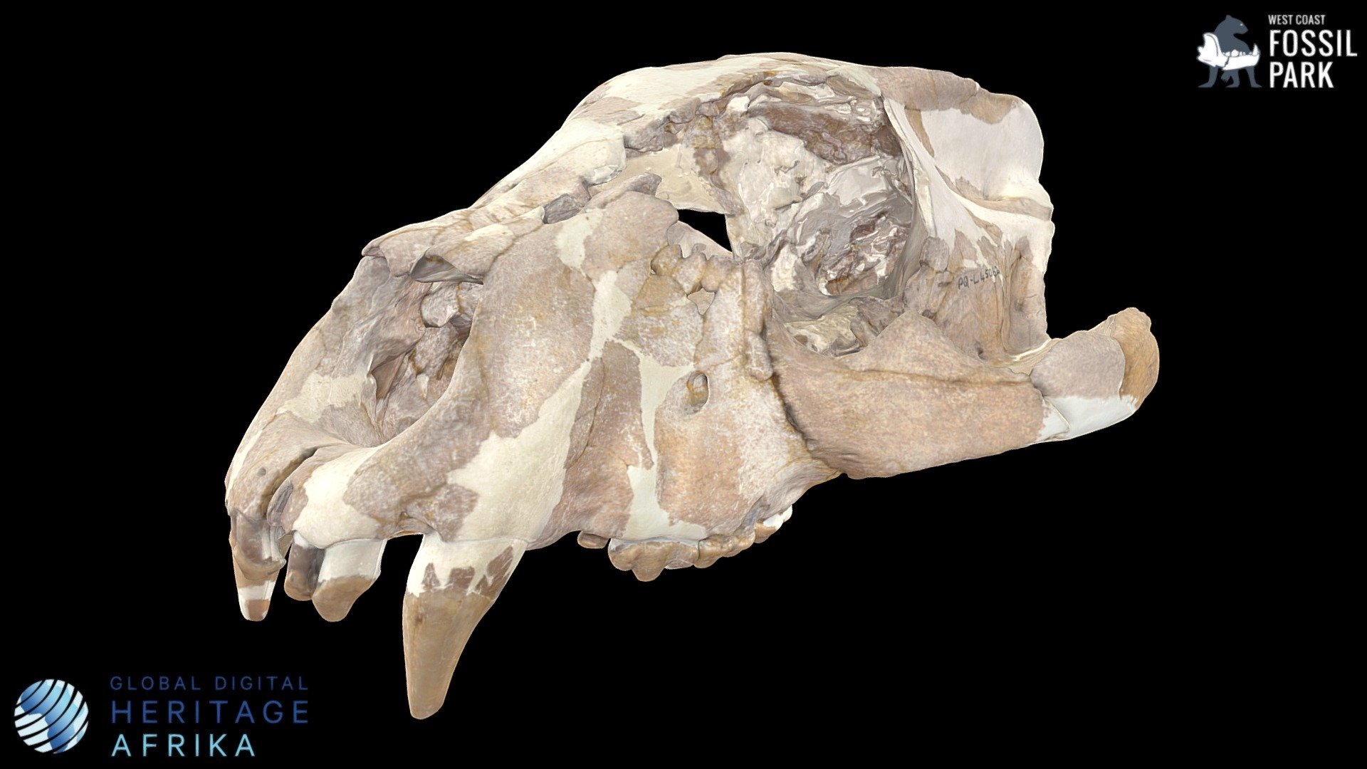 Skull of the extinct African Bear - Download Free 3D model by Global ...