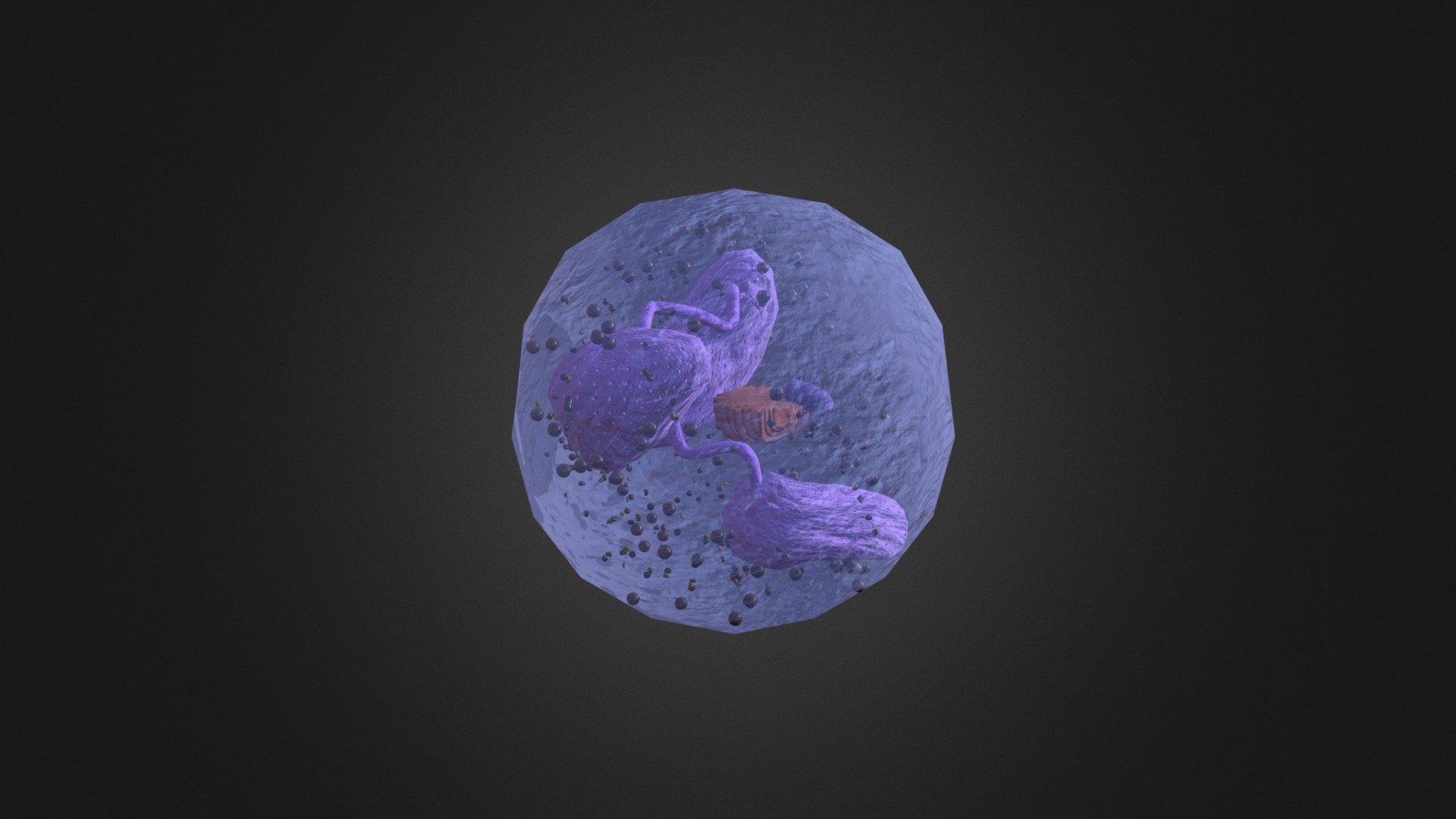 Neutrophil-Final - Download Free 3D model by vickenstein (@victoria.z ...