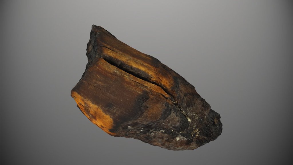 Submerged Prehistoric Burned Pine - 3D model by The Mel Fisher Maritime ...