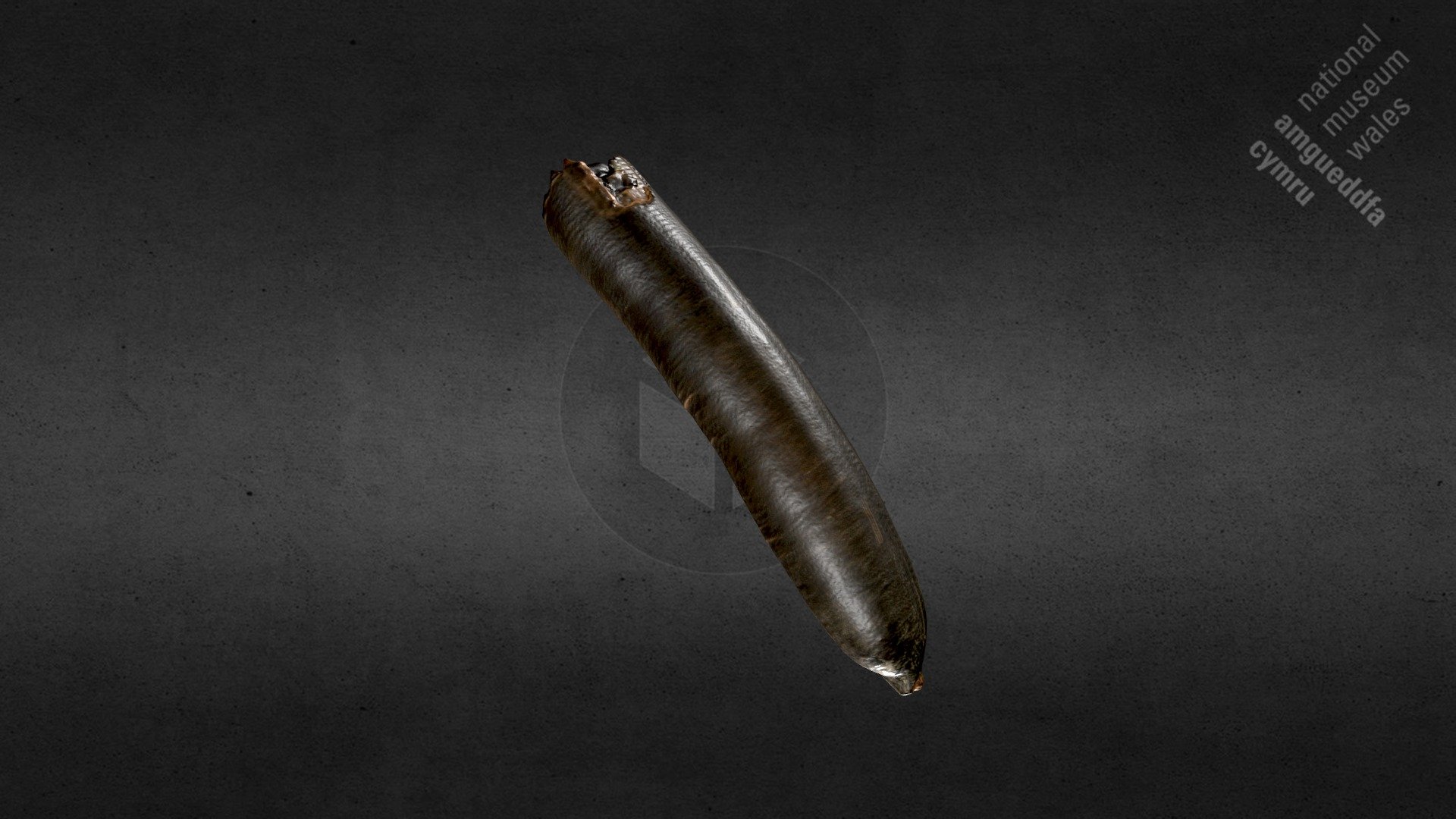 Cassia Fistula - Cassia pods - 3D model by Amgueddfa Cymru - Museum ...