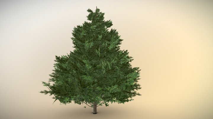 Pinetree 3D models - Sketchfab