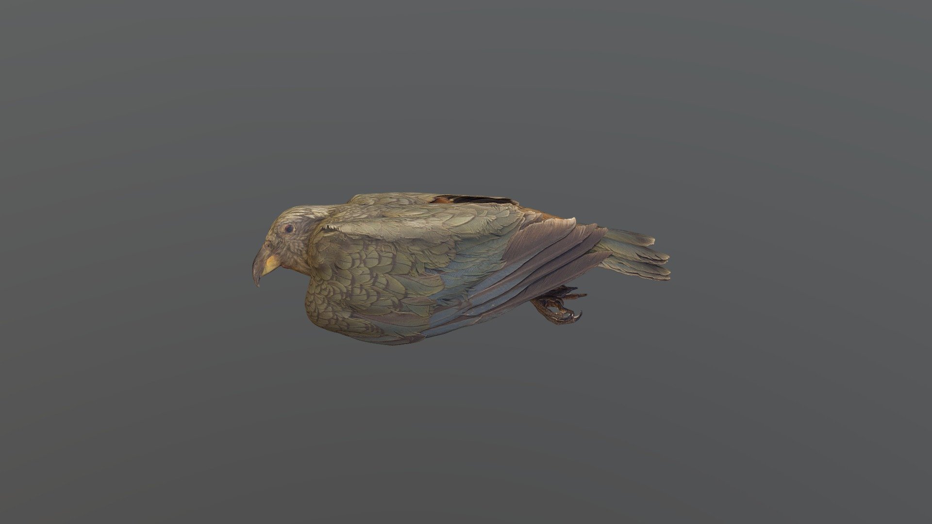 Kea - Nestor notabilis - Download Free 3D model by MooreLab [82b4c13 ...