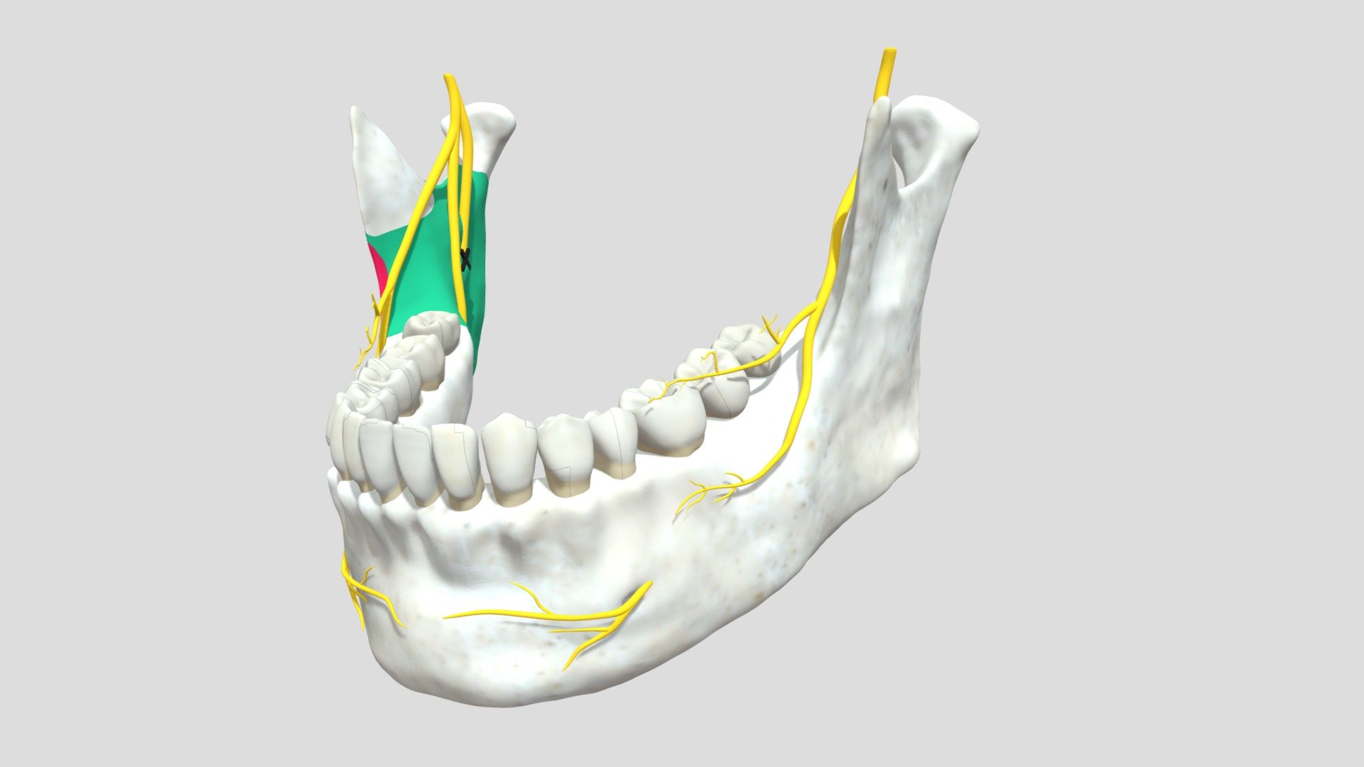 jaw v3 - 3D model by IMU University (@elearning.imu) [82b7c6e] - Sketchfab