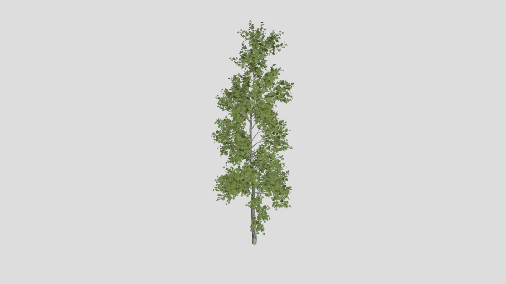 American Sycamore 61 AM250 Archmodel - Buy Royalty Free 3D model by ...