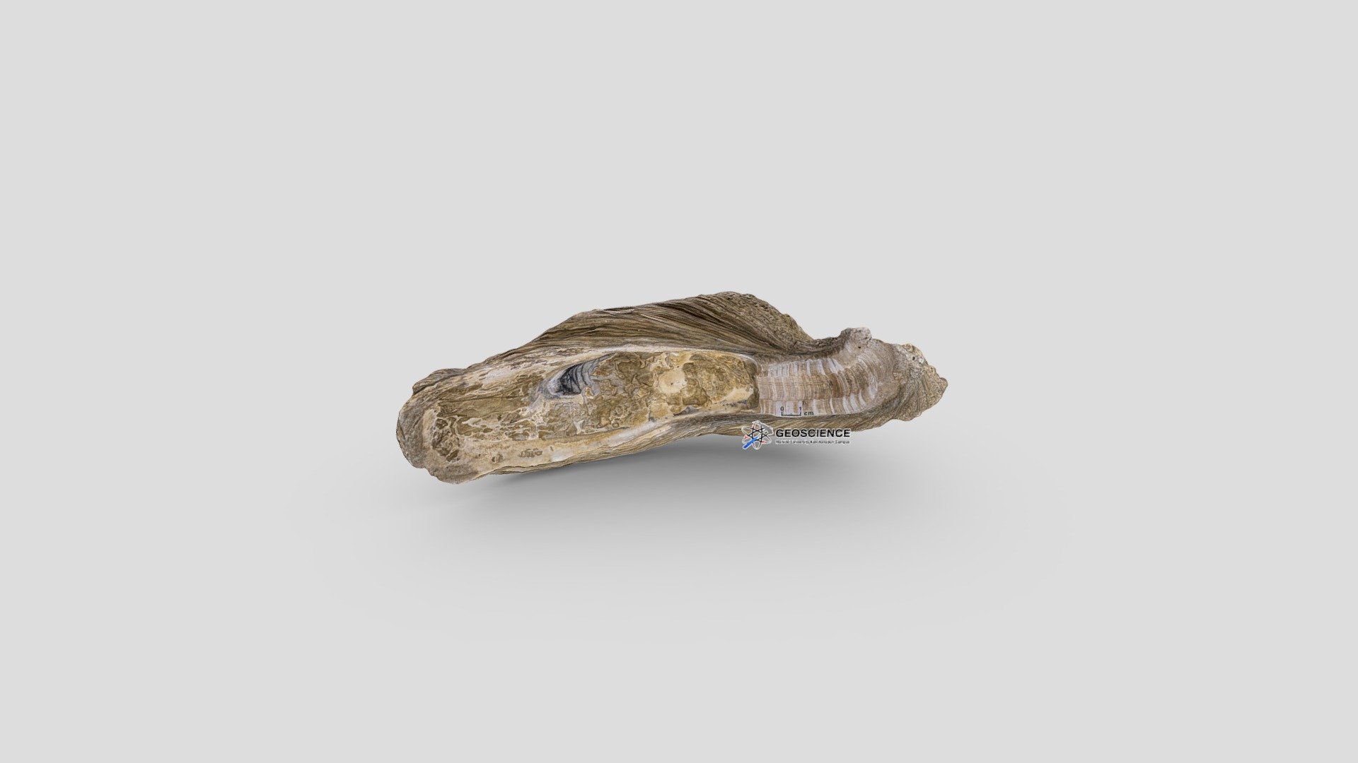 Oyster - Download Free 3D model by Kantanat [82be86b] - Sketchfab