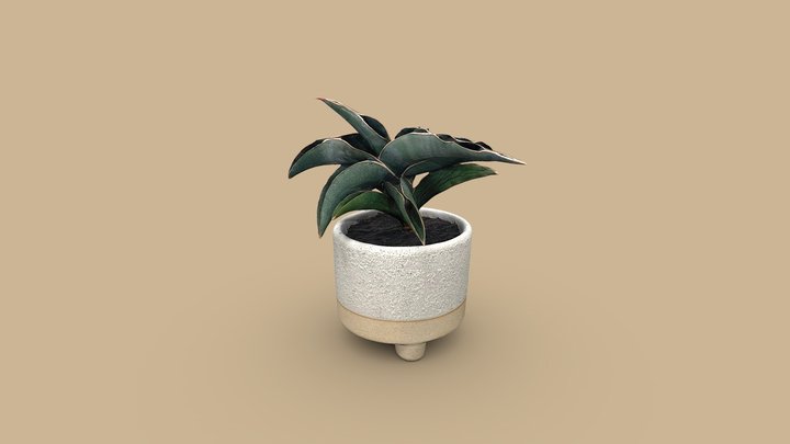 Indoor-plants 3D models - Sketchfab