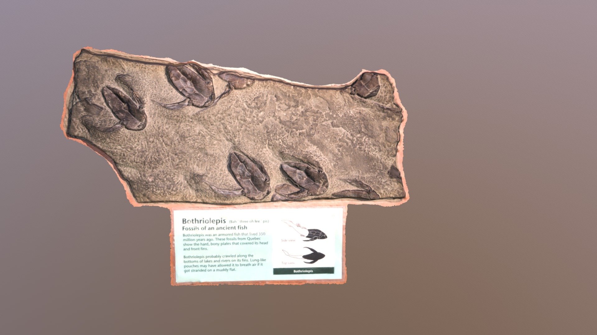 Fossil - 3D model by shaun.langevin [82d6f02] - Sketchfab