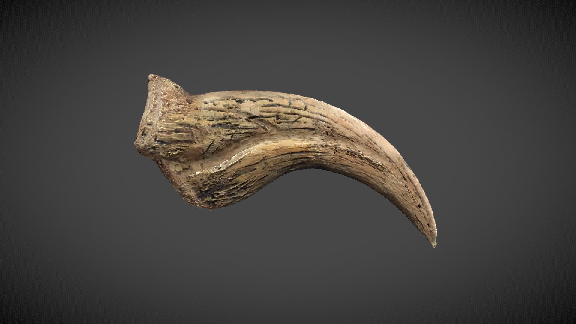 Anzu wyliei hand claw - 3D model by Peter Nox (@Peter.Nox) [82e4276 ...