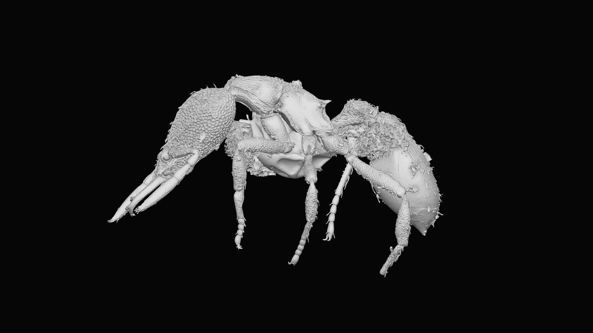 Strumigenys artemis - 3D model by Economolab (@arilab) [82efc51 ...