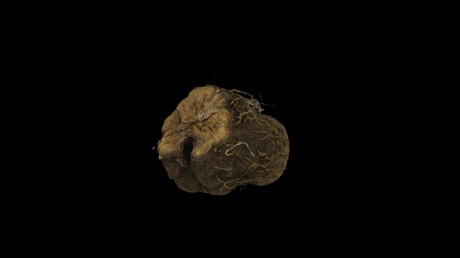 Mountain Yam - 3D model by Locavore NXT (@Locavore) [82f12b2] - Sketchfab