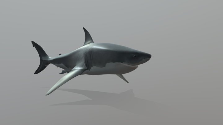 Sharks 3D models - Sketchfab